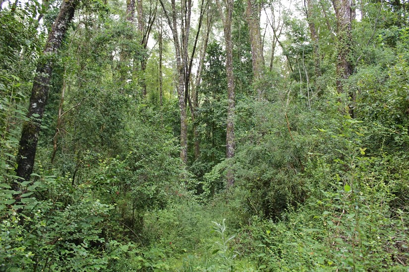 Día Internacional de los Bosques