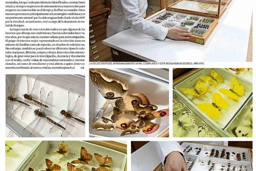 Colección de insectos Krahmer UACh: un patrimonio natural