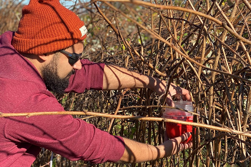 Bioinsecticidas para combatir insectos plaga: una alternativa más ...
