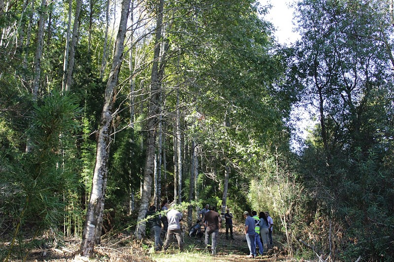 CONAF y UACh fortalecen alianzas estratégicas en manejo de plantaciones ...