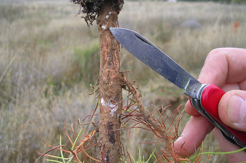 Investigadores del Laboratorio de Salud de Bosques participan de comité ...
