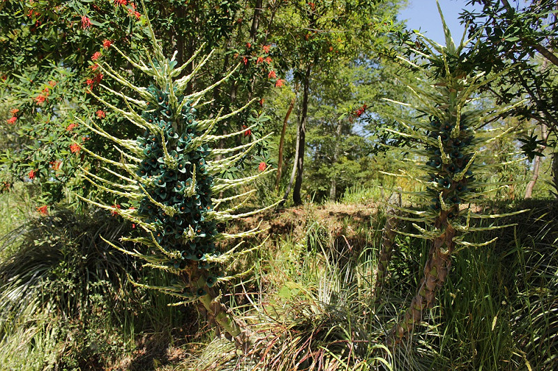 La Puya vuelve a florecer en Arboretum